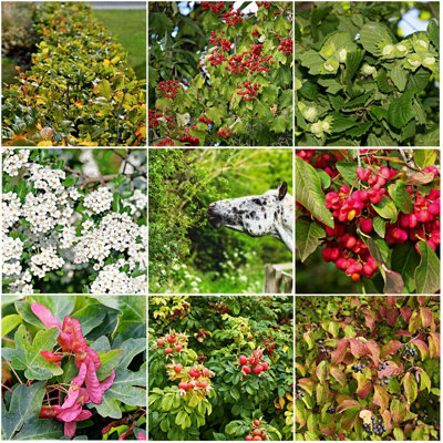 10m HORSE FRIENDLY Mixed Native Country Hedging Plants, 50 Plants, 6 Different Varieties 3FATPIGS