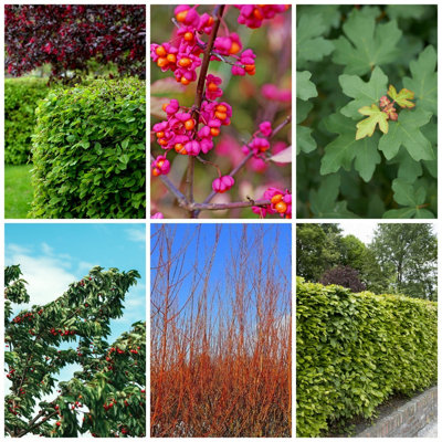 10m THORNLESS Mixed Native Country Hedging Plants, 50 Plants, 6 ...