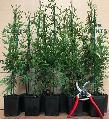10x 2-3ft Thuja Plicata Gelderland Western Red Cedar Hedging Trees in Pots