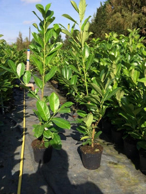 10x Cherry Laurel Evergreen Hedging Plants Large 2-3ft Supplied in 2 ...