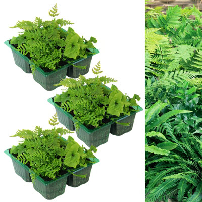 12 x Hardy Fern Plant Mix - Evergreen Outdoor Ferns - Shade Loving ...