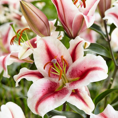 12 x Oriental Lily Hachi Summer Bulbs - White Pink Highly Scented ...