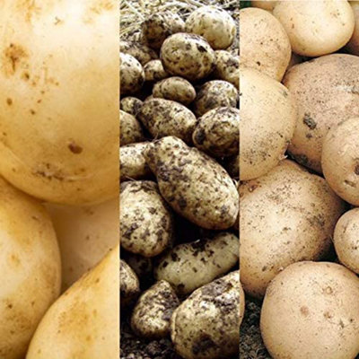 12 x Seed Potato Mix Including Arran Pilot - Pentland Javelin - Maris Piper