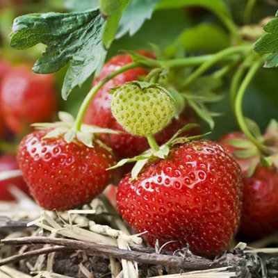 12 x Strawberry Buddy Bare Roots - Grow Your Own Strawberries