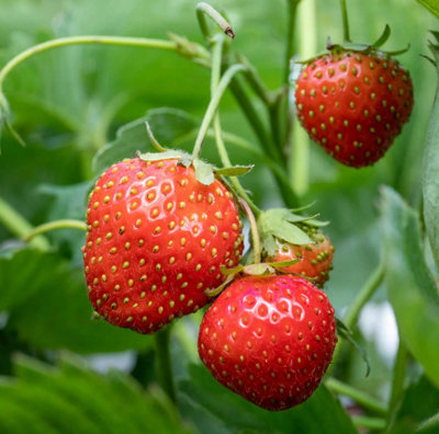 12 x Strawberry Christine Bare Roots - Grow Your Own Strawberries