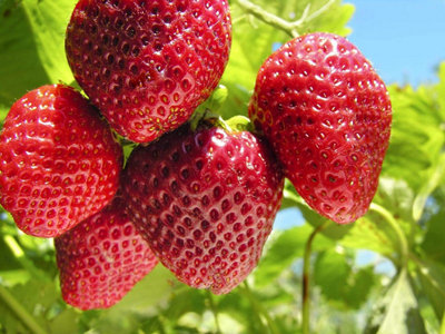 12 x Strawberry Elsanta A Bare Roots - Grow Your Own Strawberries | DIY ...