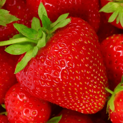 12 x Strawberry Hapil Bare Roots - Grow Your Own Fruit Strawberry ...