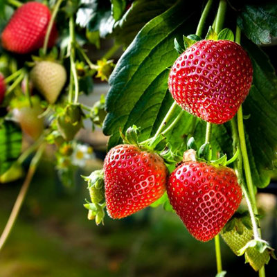 12 x Strawberry Hapil Bare Roots - Grow Your Own Fruit Strawberry ...