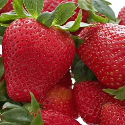 12 x Strawberry Hapil Bare Roots - Grow Your Own Strawberries | DIY at B&Q