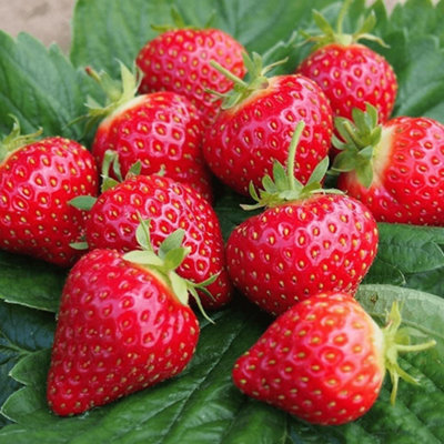 12 x Strawberry Marshmello Bare Roots - High Yielding Fruit Plants for ...