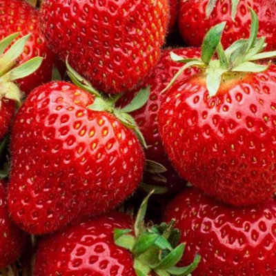12 x Strawberry Symphony Bare Roots - Grow Your Own Strawberries