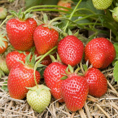 12 x Strawberry Symphony Bare Roots - Grow Your Own Strawberries