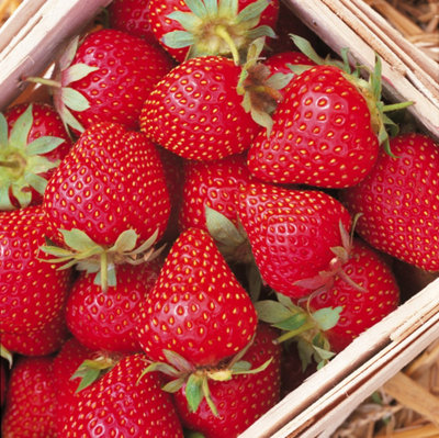 12 x Strawberry Symphony Bare Roots - High Yielding Fruit Plants for ...