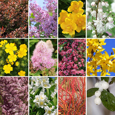 12 x Winter Shrubs Collection 12 Bare Root Bushes UK Garden Plants Year ...