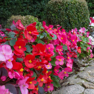 Buy 120 x Begonia Sahara Pro Plug Plants Ready to Plant Out Plant Plugs ...