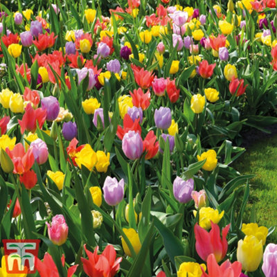 128 TULIP FULL BORDER MIXED BULBS (SIZE 11/12) - SPRING FLOWERING