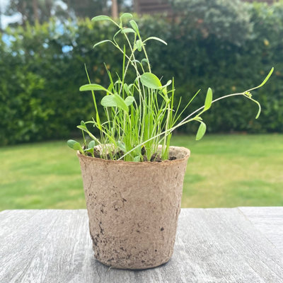 144 x 7cm Eco Round Fibre Biodegradable and Compostable Plant Pots ...