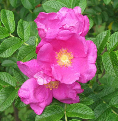 15-30cm Hedging Rose (Rosa Rugosa) Bare Root Hedging Plants Tree ...