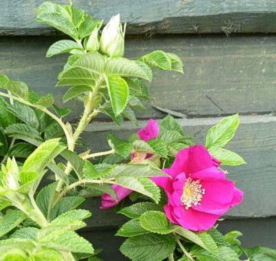 15-30cm Hedging Rose (Rosa Rugosa) Bare Root Hedging Plants Tree ...