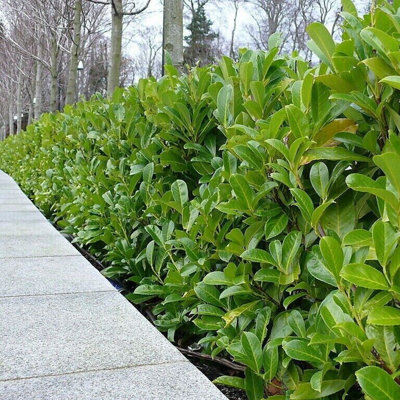 15 Cherry Laurel 2-3ft Multi-Stemmed Prunus Rotundifolia, Evergreen ...