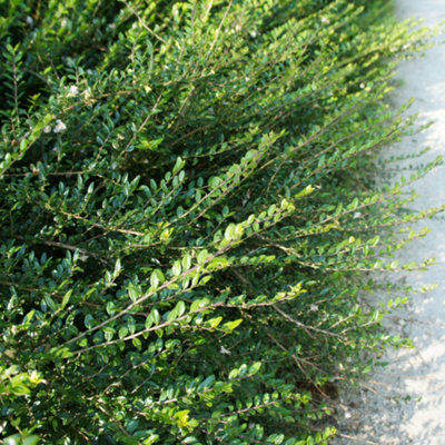 15 Lonicera Nitida In 9cm Pot Hedging Box Honeysuckle Tree Plant ...