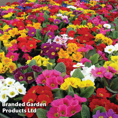 15 Primrose Giant Flowered Mix Garden Ready Plants - Winter Flowering ...