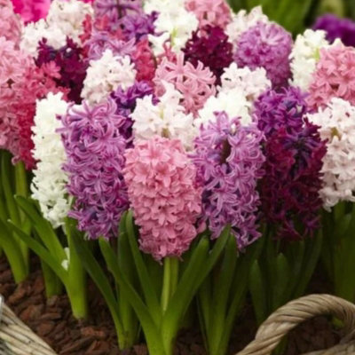 15 x Hyacinth Spring Bulbs Pretty in Pink Mix - Highly Fragrant ...