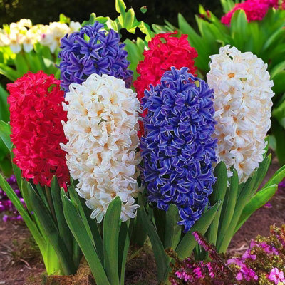 15 x Hyacinth Spring Bulbs Traditional Mix - Highly Fragrant Perennials ...