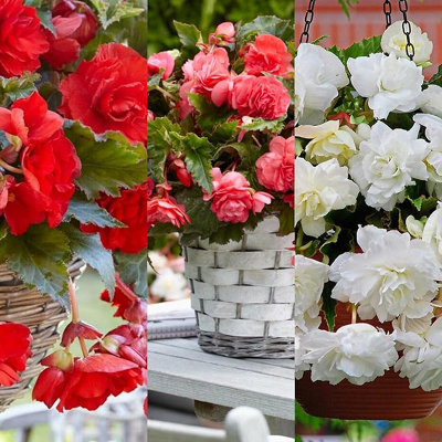 15 x Trailing Begonia Pendula Mixed Tubers - Summer Bulbs - Hanging ...