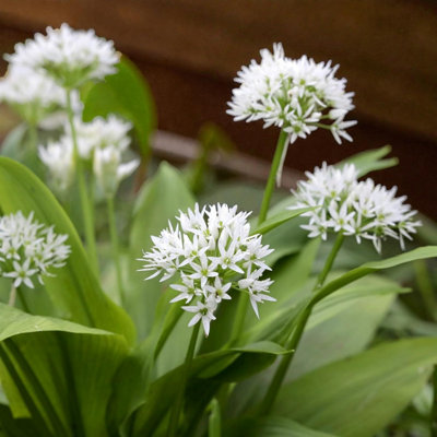 15 x Wild Garlic Bare Roots for Planting - Hardy Allium ursinum Ramsons ...