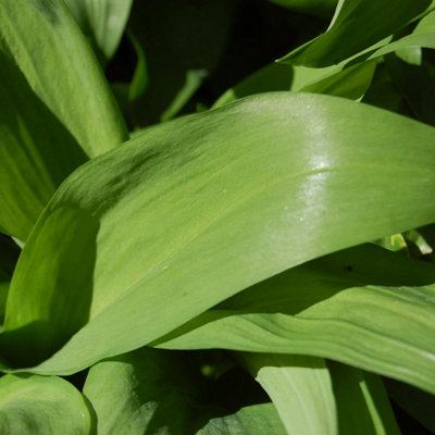 15 x Wild Garlic Bare Roots for Planting - Hardy Allium ursinum Ramsons ...