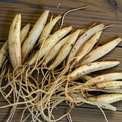 15 x Wild Garlic Bare Roots for Planting - Hardy Allium ursinum Ramsons ...
