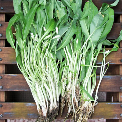 15 x Wild Garlic Bare Roots for Planting - Hardy Allium ursinum Ramsons ...
