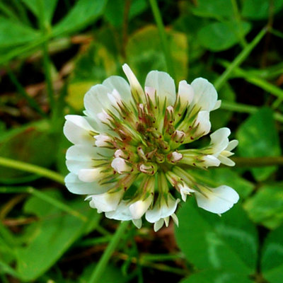 1500 seeds mix Wild Flower Seeds - Bee & Butterfly Mix - Great Colours ...