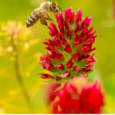 1500 seeds mix Wild Flower Seeds - Bee & Butterfly Mix - Great Colours ...