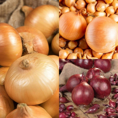 1500g Winter Onion Sets Mix - Red Baron/Centurion/Stuttgarter Giant