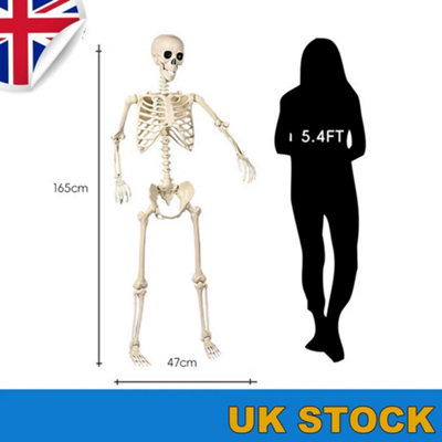 human skeleton size