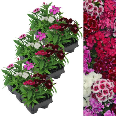 18 x Dianthus Carnation Festival Mixed Pack - Colourful Flowers ...