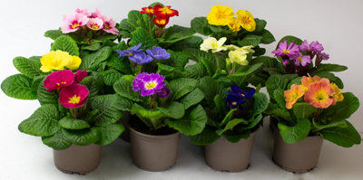 18 x Primula Acaulis in 10.5cm Nursery Pots