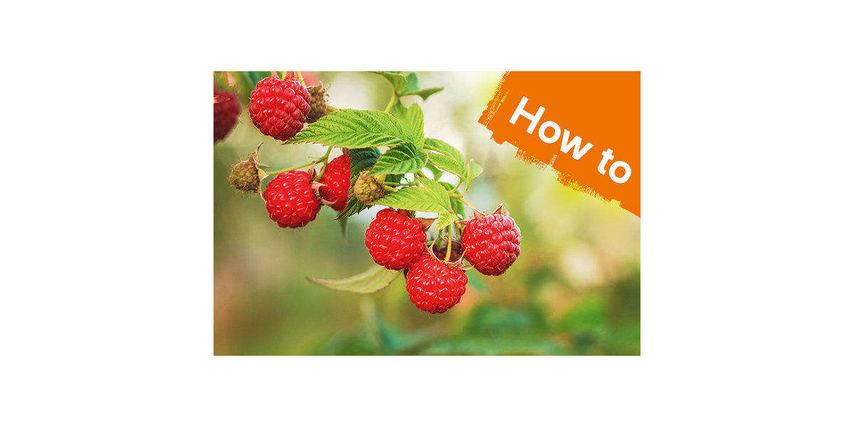 How to grow raspberries at B&Q
