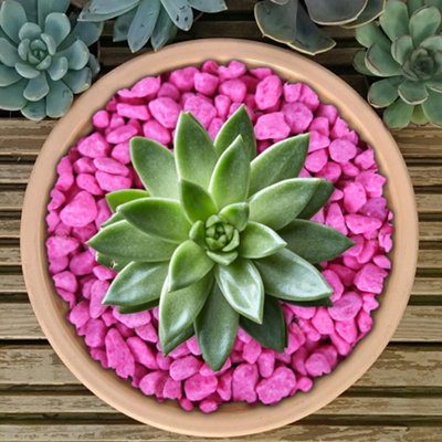 1kg Fluroescent Magenta Coloured Plant Pot Garden Gravel - Premium ...