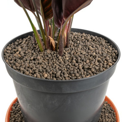 1l growing media-clay pebbles,1-4mm, pot plant topper,hydroponics,wash ...