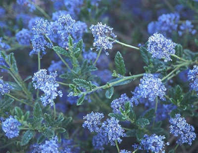 1x 3-4ft Large Ceanothus Concha Shrub Blue Evergreen Californian Lilac ...