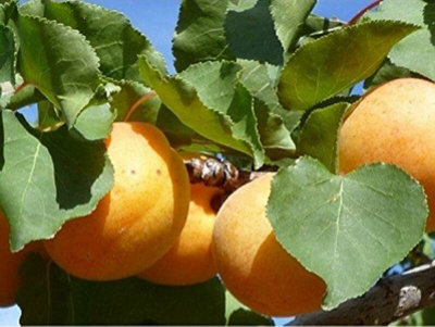 1x 3-4ft Mini Dwarf Patio Apricot Fruit Tree - Uk Hardy - 5L Potted
