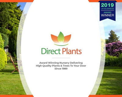 1x 3-4ft Mini Dwarf Patio Apricot Fruit Tree - Uk Hardy - 5L Potted ...