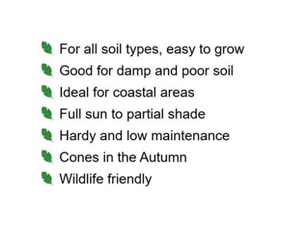 2-3ft Alder (Alnus Glutinosa) Bare Root Hedging Plants Tree Sapling ...