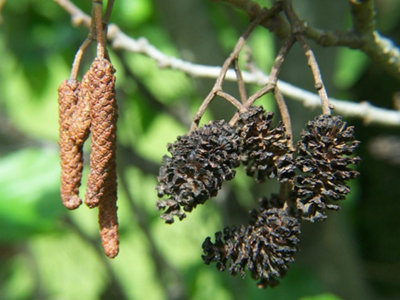 2-3ft Alder (Alnus Glutinosa) Bare Root Hedging Plants Tree Sapling ...