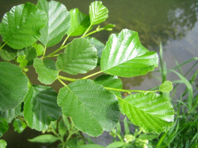 2-3ft Alder (Alnus Glutinosa) Bare Root Hedging Plants Tree Sapling ...