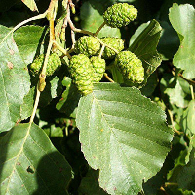 2-3ft Alder (Alnus Glutinosa) Bare Root Hedging Plants Tree Sapling ...
