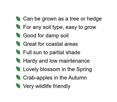 2-3ft Crab Apple (Malus Sylvestris) Grade A Bare Root Hedge Hedging ...
